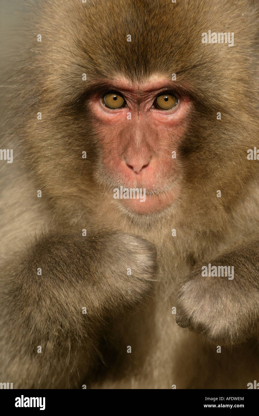 Japanese macaque or snow monkey Macaca fuscata Japan Stock Photo - Alamy