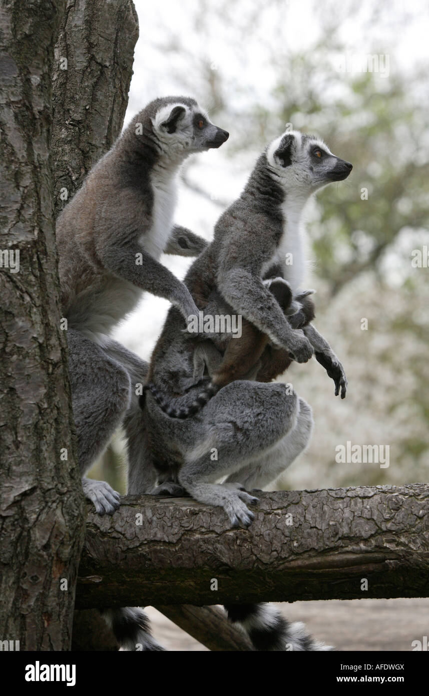 Lemur catta cub hi-res stock photography and images - Alamy