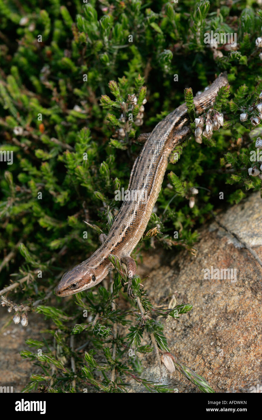Common Lizard Uk High Resolution Stock Photography and Images - Alamy