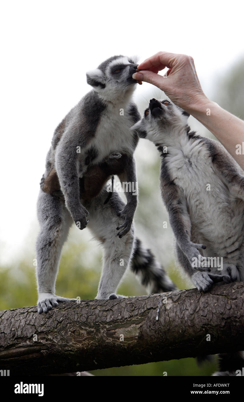 Lemur madagascar science hi-res stock photography and images - Alamy