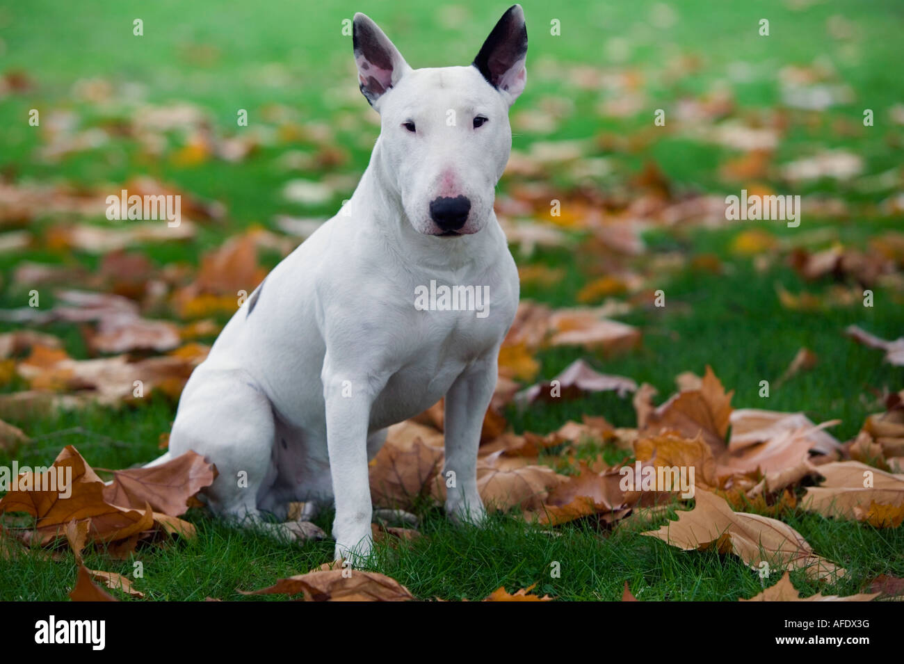 English bull terrier hi-res stock photography and images - Alamy