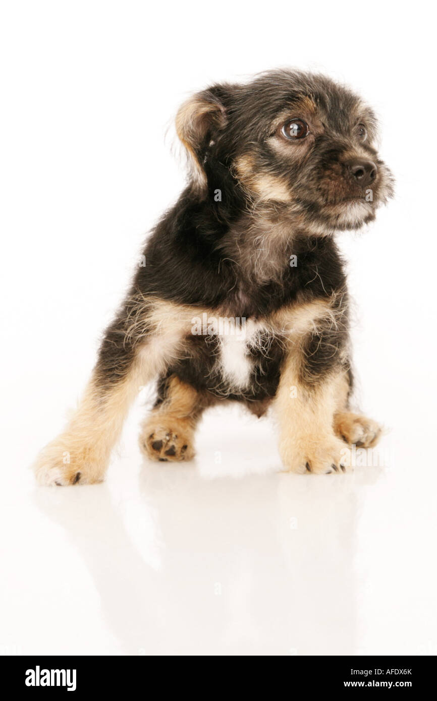 Puppy isolated on white Stock Photo - Alamy