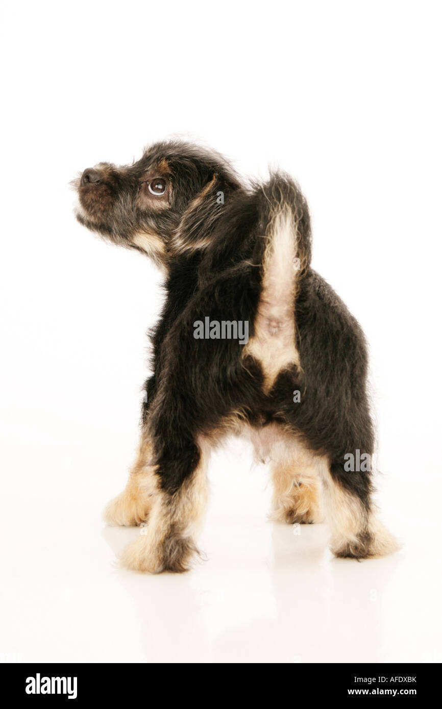 Puppy isolated on white Stock Photo - Alamy