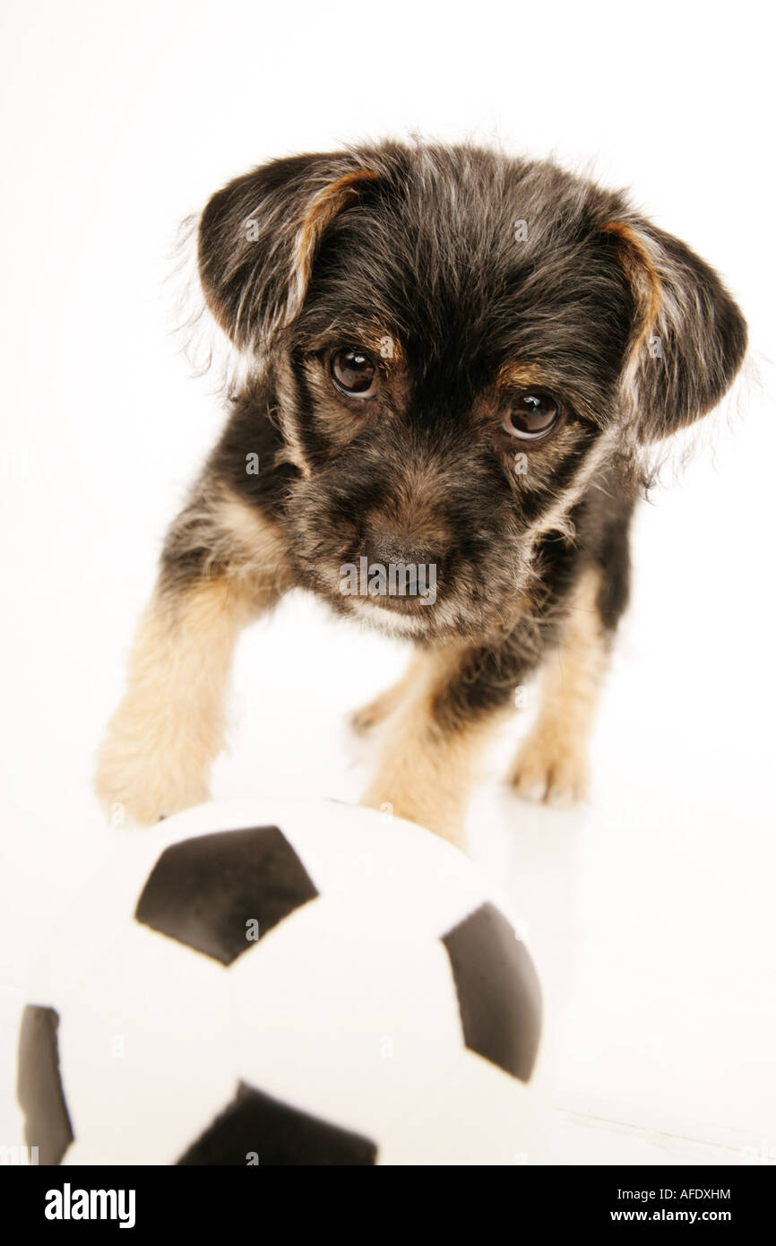 Puppy isolated on white Stock Photo - Alamy