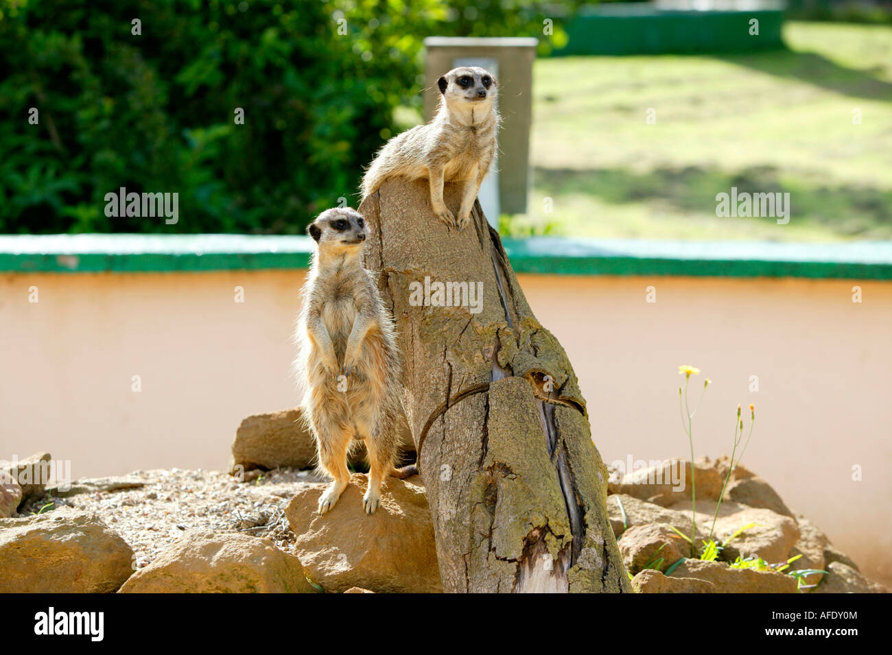 Cheeky meerkats hi-res stock photography and images - Alamy