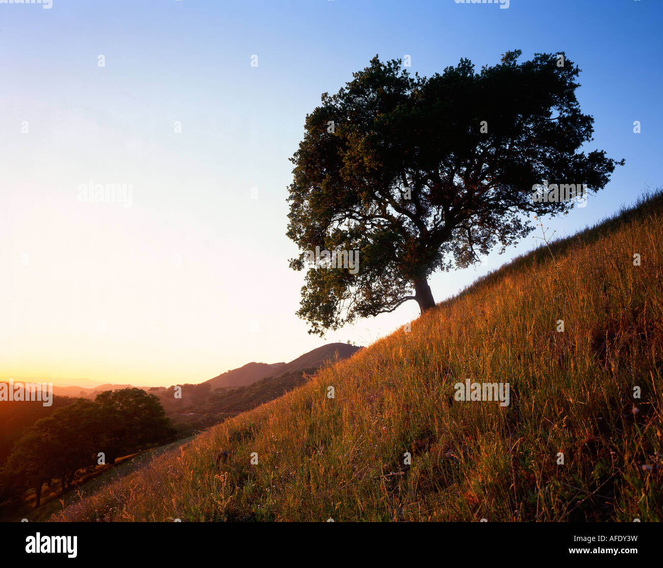 Evening light on an Oak tree Chaparral, California USA, by Gary A ...