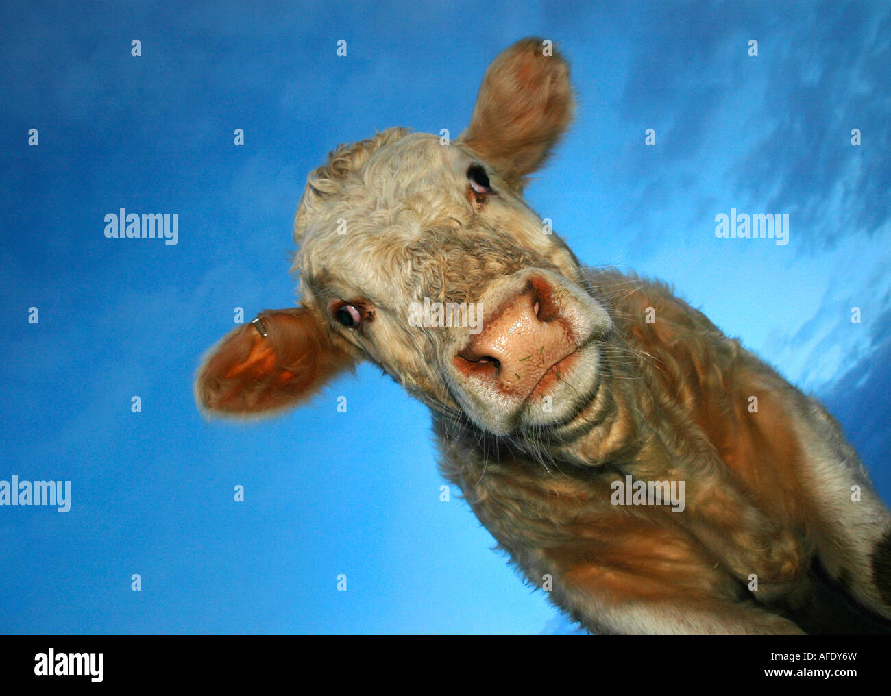 Cow looking at viewer hi-res stock photography and images - Alamy