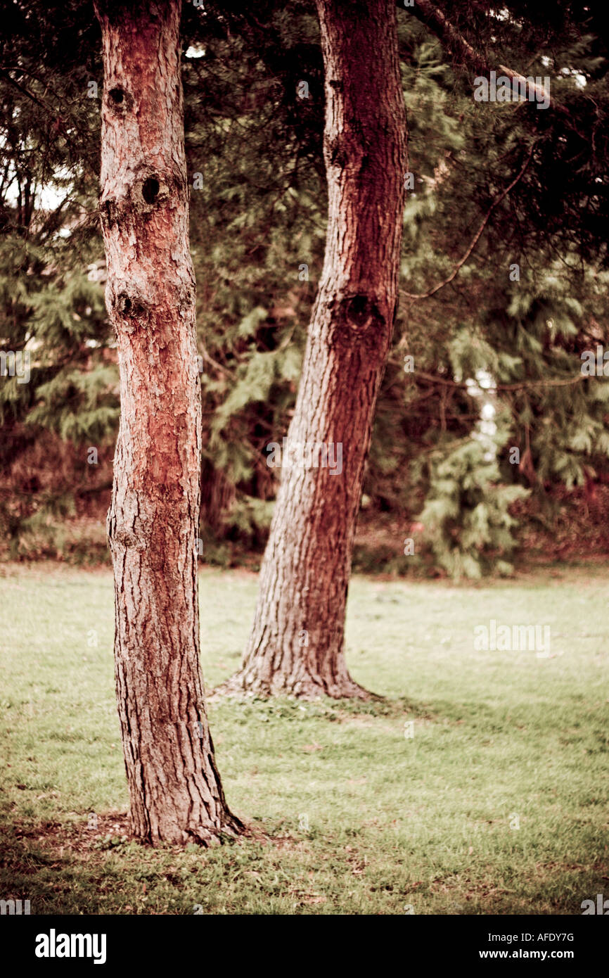 Trees in meadow Stock Photo - Alamy