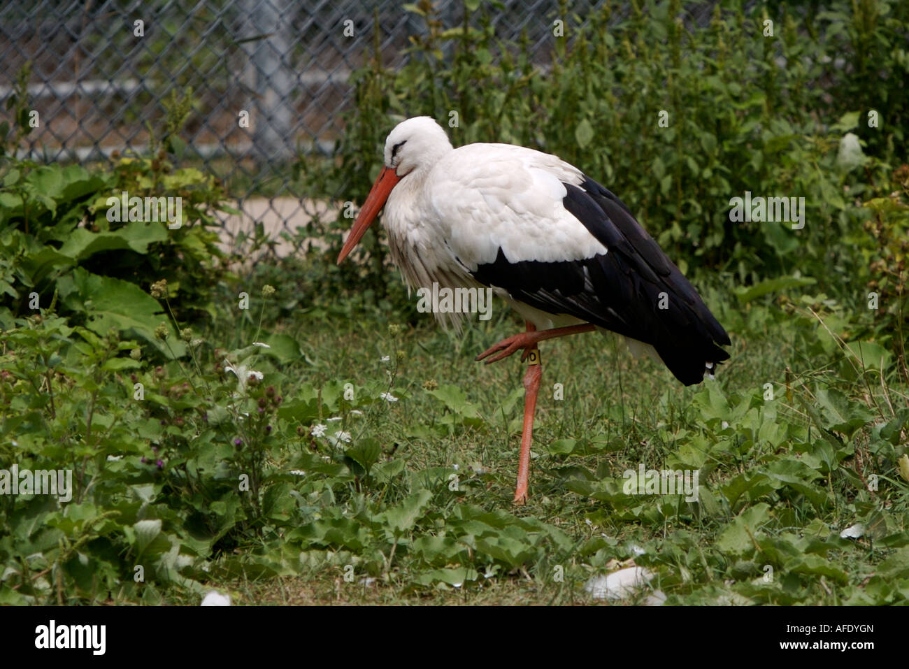 Sleeping stork hi-res stock photography and images - Alamy