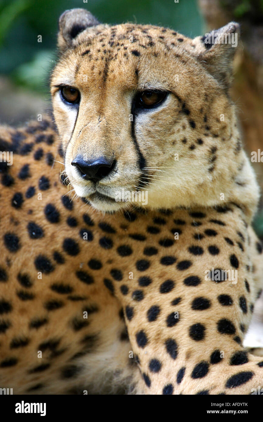 King cheetahs hi-res stock photography and images - Alamy