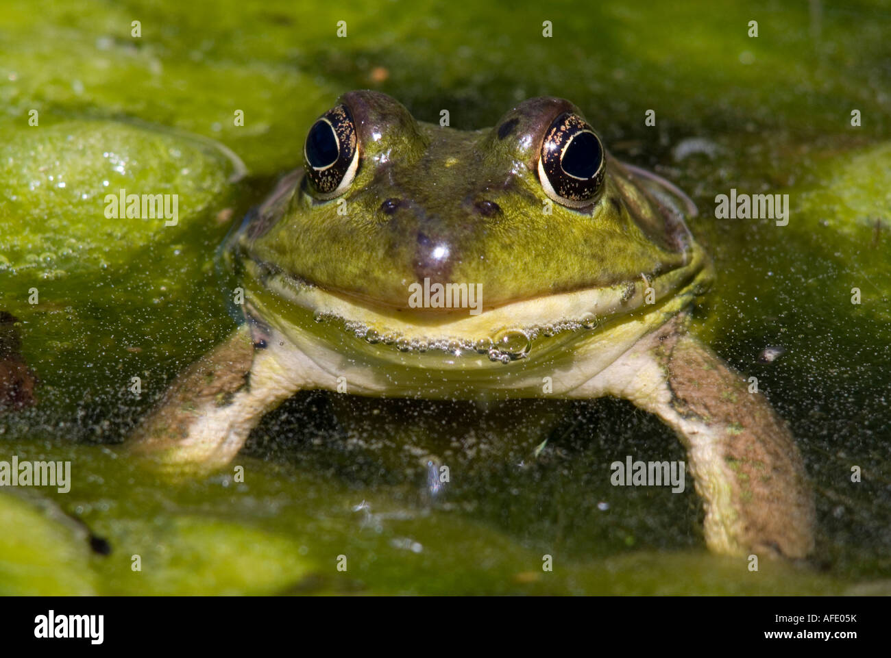 Green Frog (Rana clamitans), Pond, E USA by Skip Moody / Dembinsky ...
