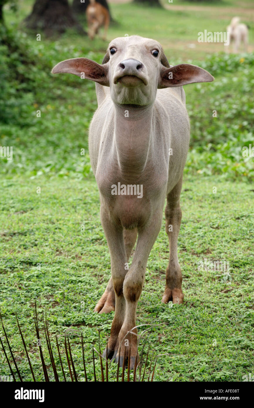 Baby buffalo of Zebus species Bos primigenius indicus on lush green ...