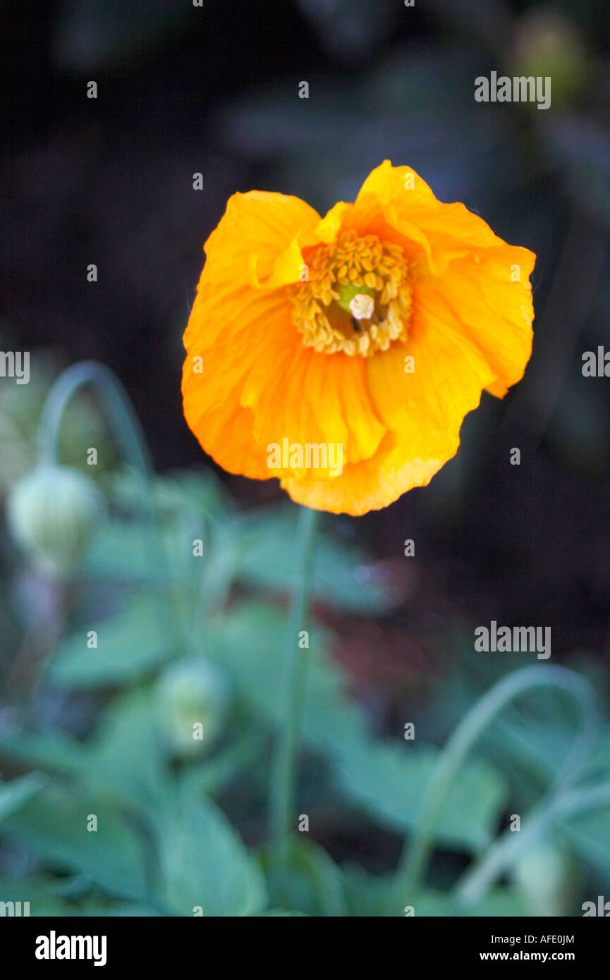 yellow poppy flower Stock Photo - Alamy