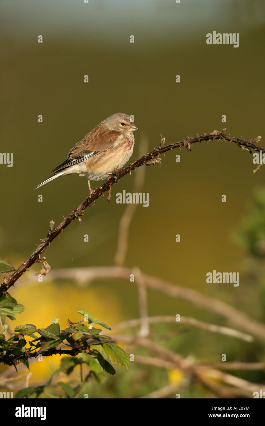 Female linnet hi-res stock photography and images - Alamy