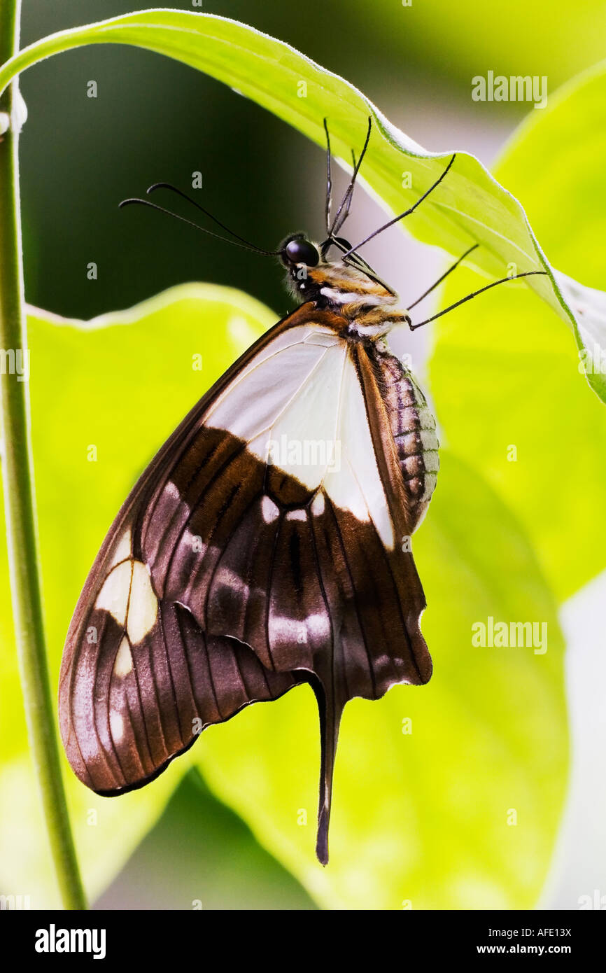 Green Banded Swallowtail (Papilio phorcas) resting under a leaf Stock ...