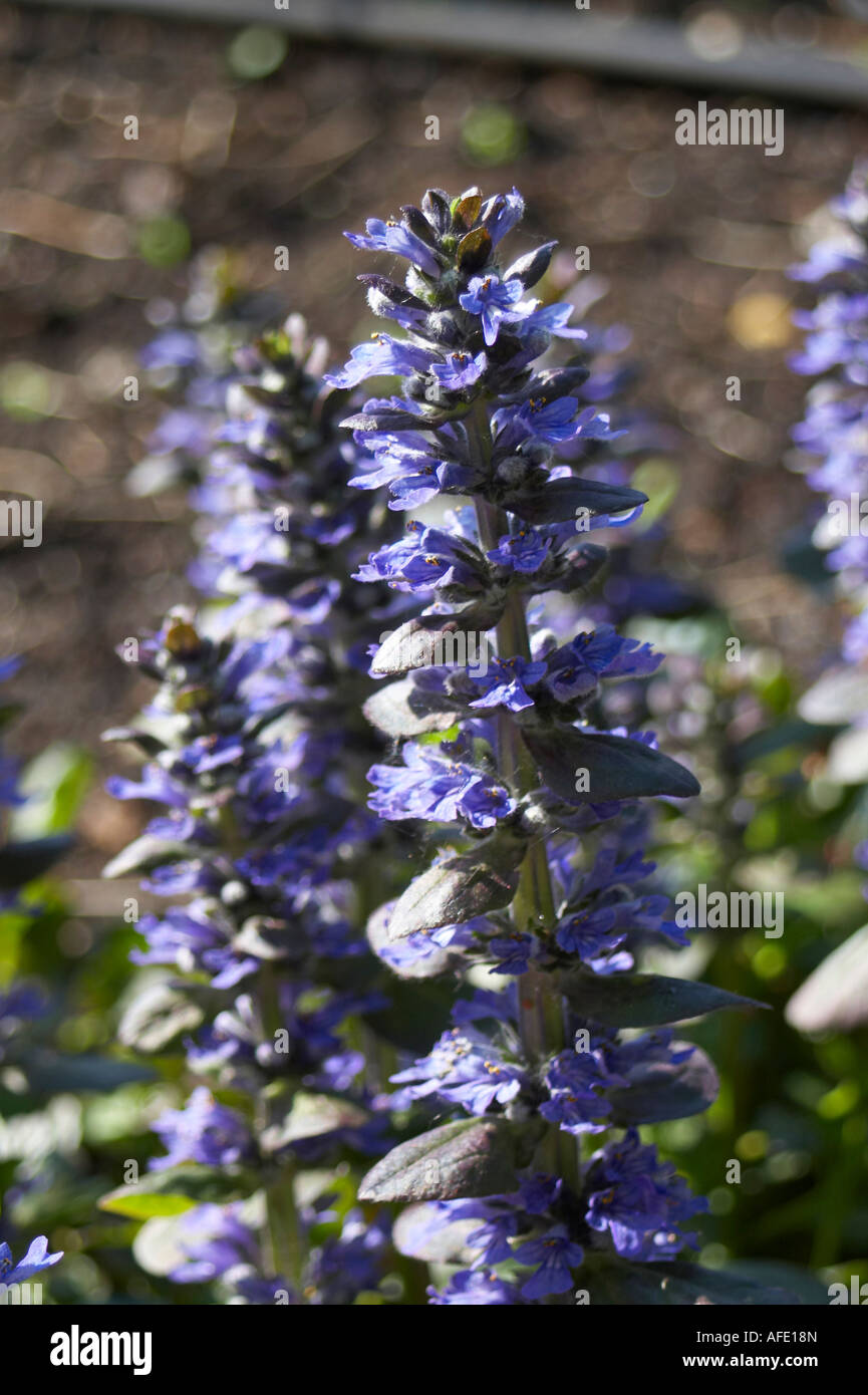 Primula beesiana candelabra primrose Stock Photo - Alamy