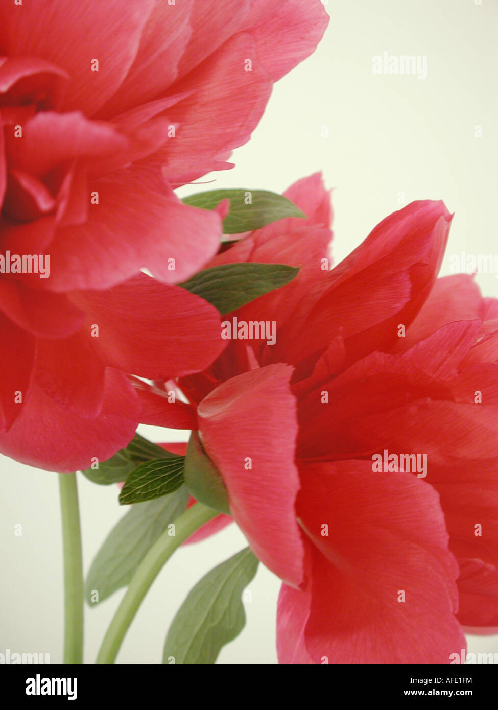 Red peonies hi-res stock photography and images - Alamy