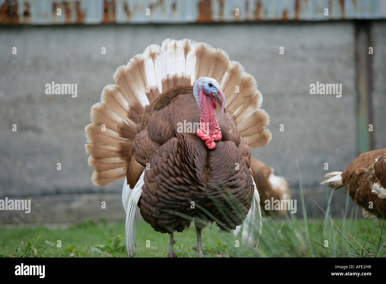 SCOTTISH ISLAND ISLAY Turkey Stock Photo - Alamy