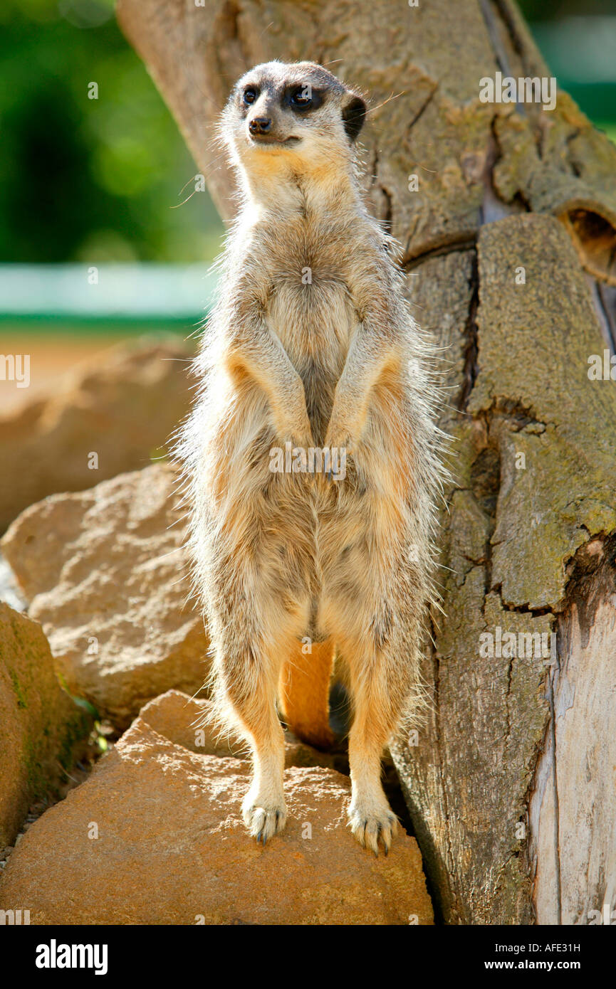 Meerkat sunbathing hi-res stock photography and images - Alamy