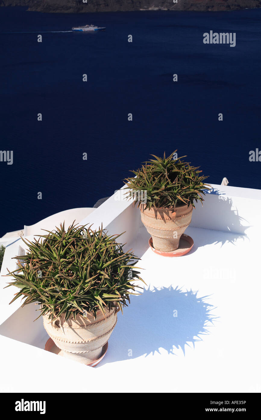 two large pots filled with plants on stark white greek patio Stock ...