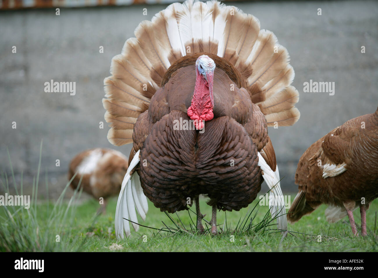 SCOTTISH ISLAND ISLAY Turkey Stock Photo - Alamy