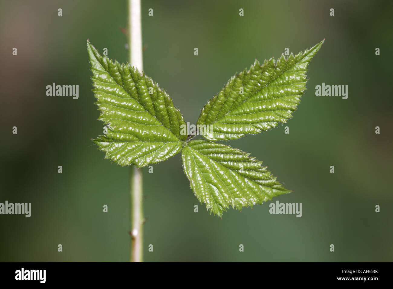 Bramble Rubus fruiticosus leaves @ Potteric Carr Nature Reserve Stock ...