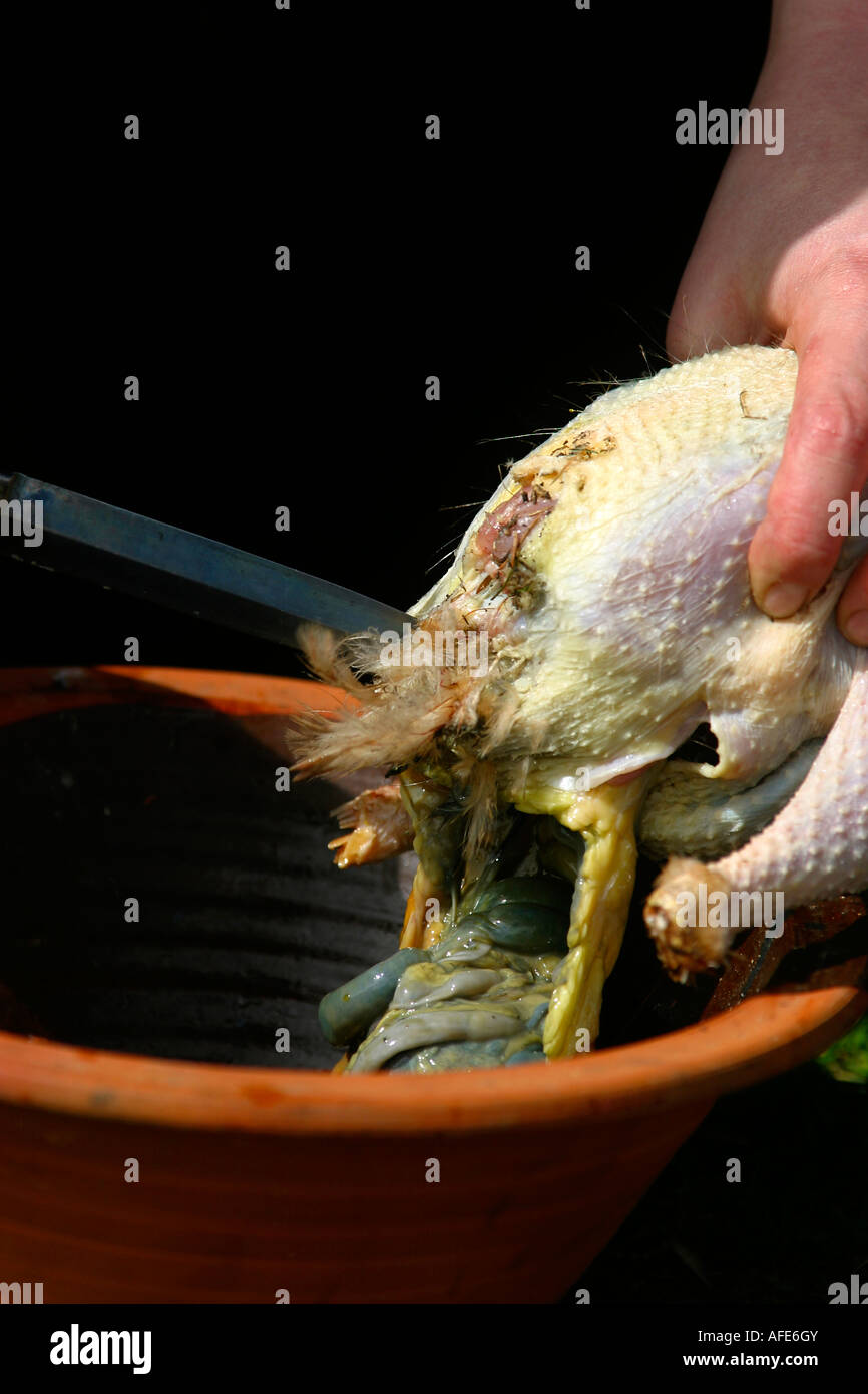 eviscerating a dead chicken, Rufford Abbey Country Park living history ...