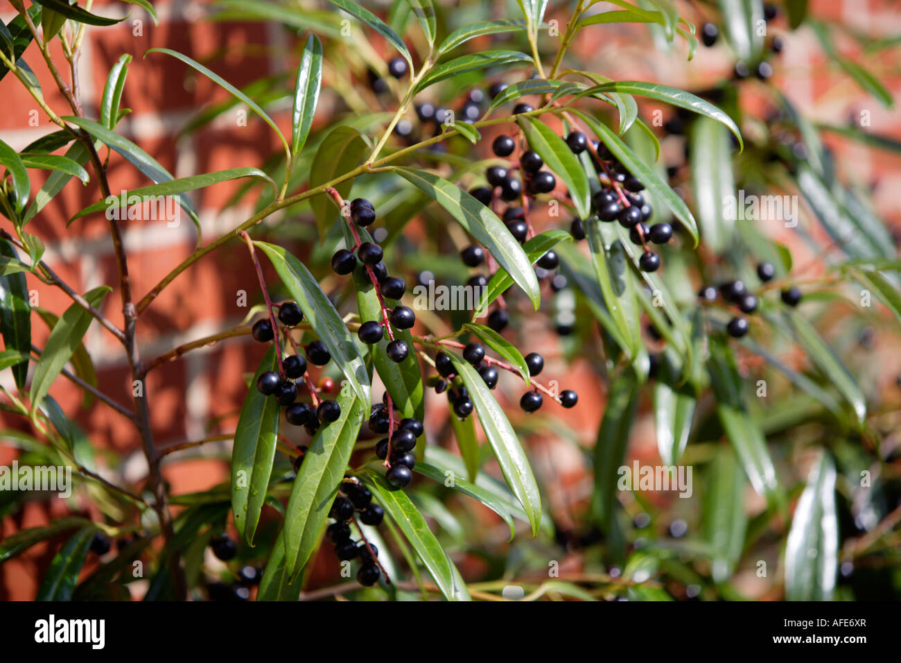 Cherry laurel family hi-res stock photography and images - Alamy
