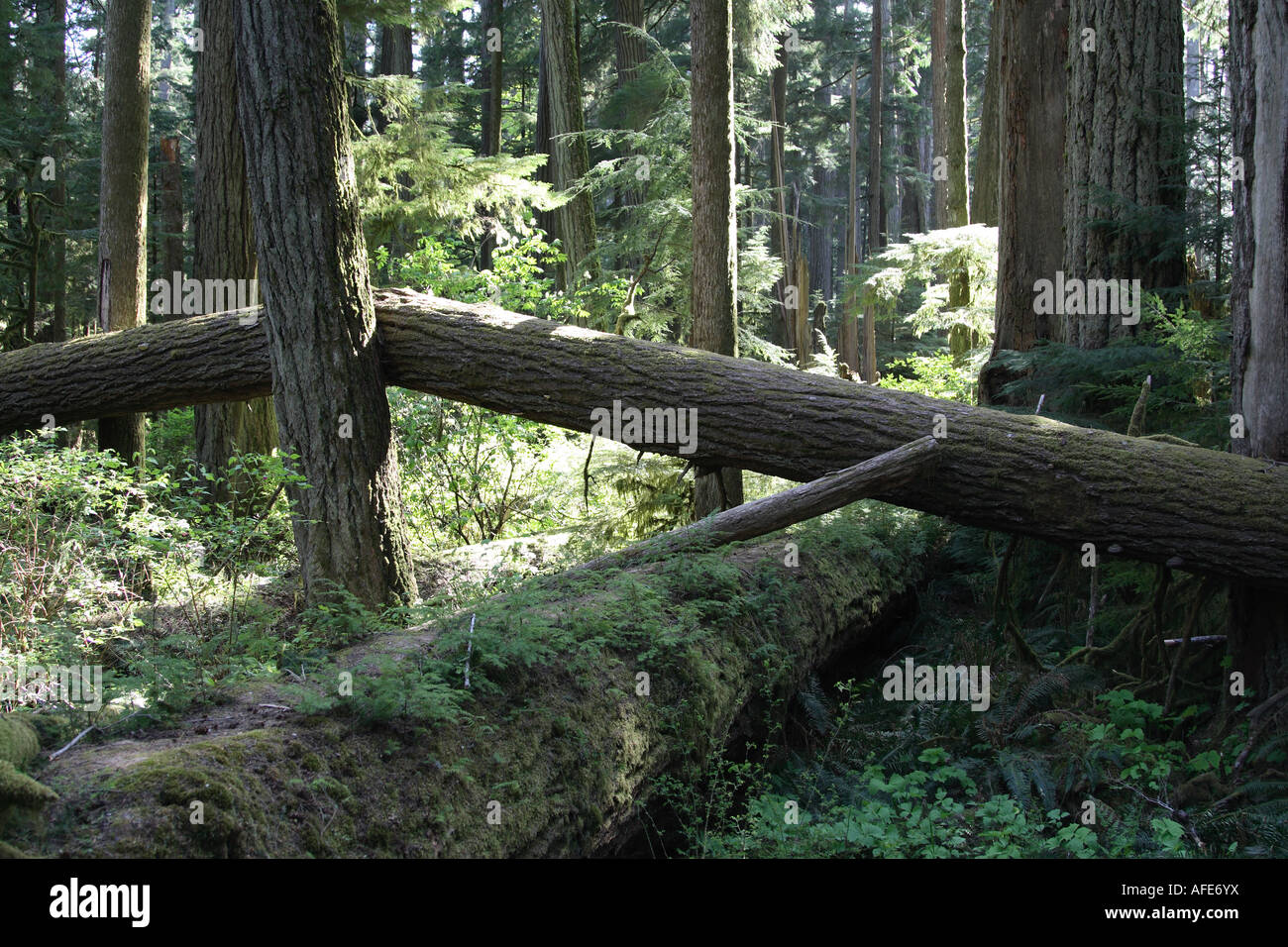 Fallen vegetation hi-res stock photography and images - Alamy