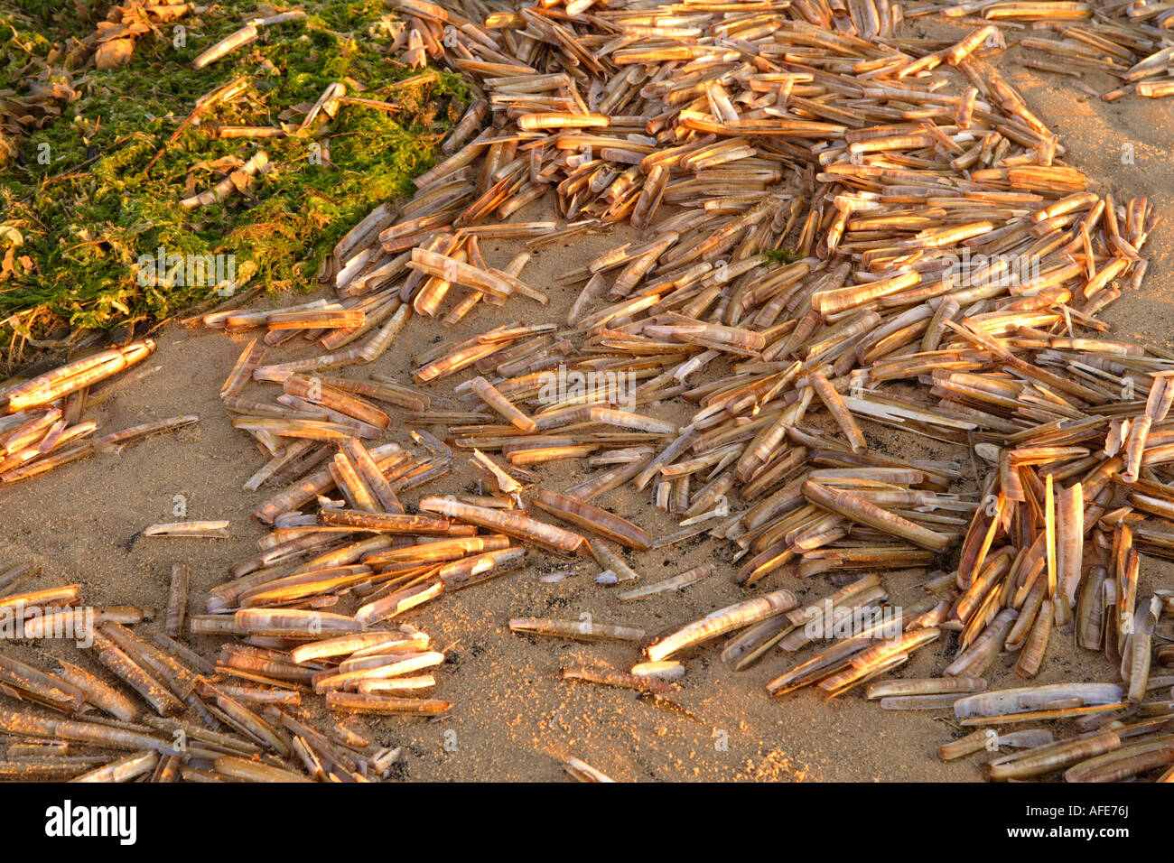 Razor Shells, Titchwell Beach, Norfolk, UK Stock Photo - Alamy