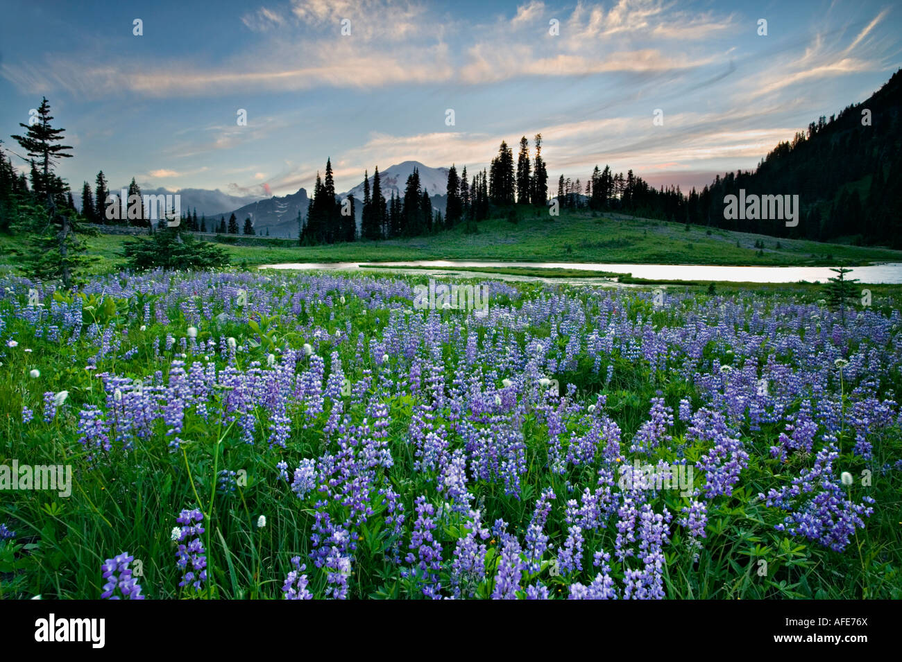 high alpine meadow sunset Stock Photo - Alamy