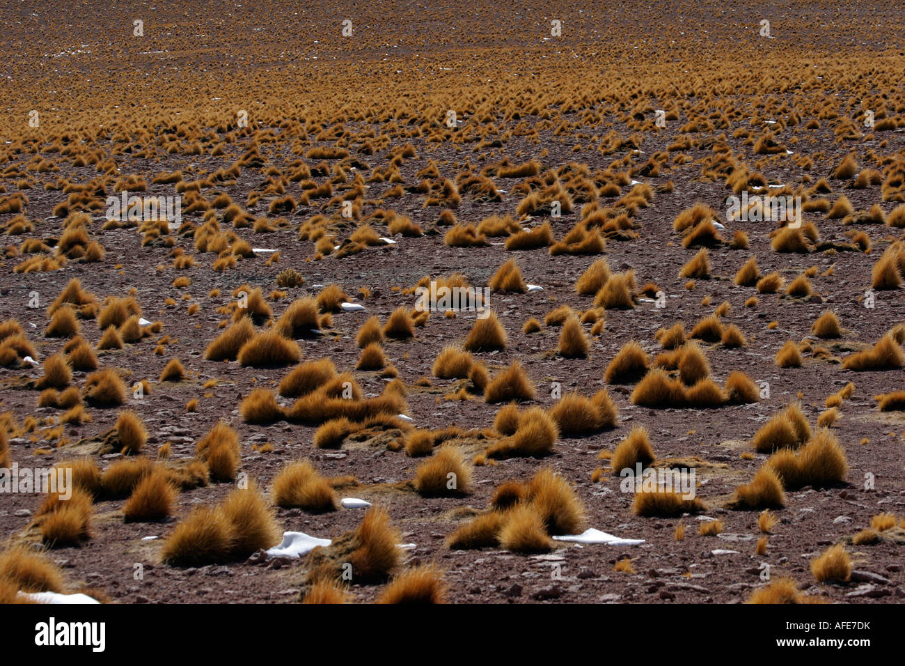 Highland grasses hi-res stock photography and images - Alamy