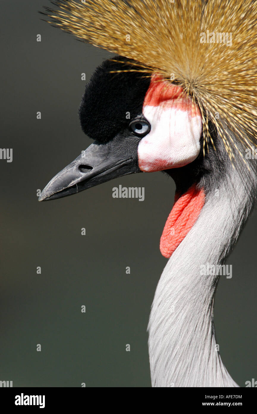 Black Crowned Crane Stock Photo - Alamy