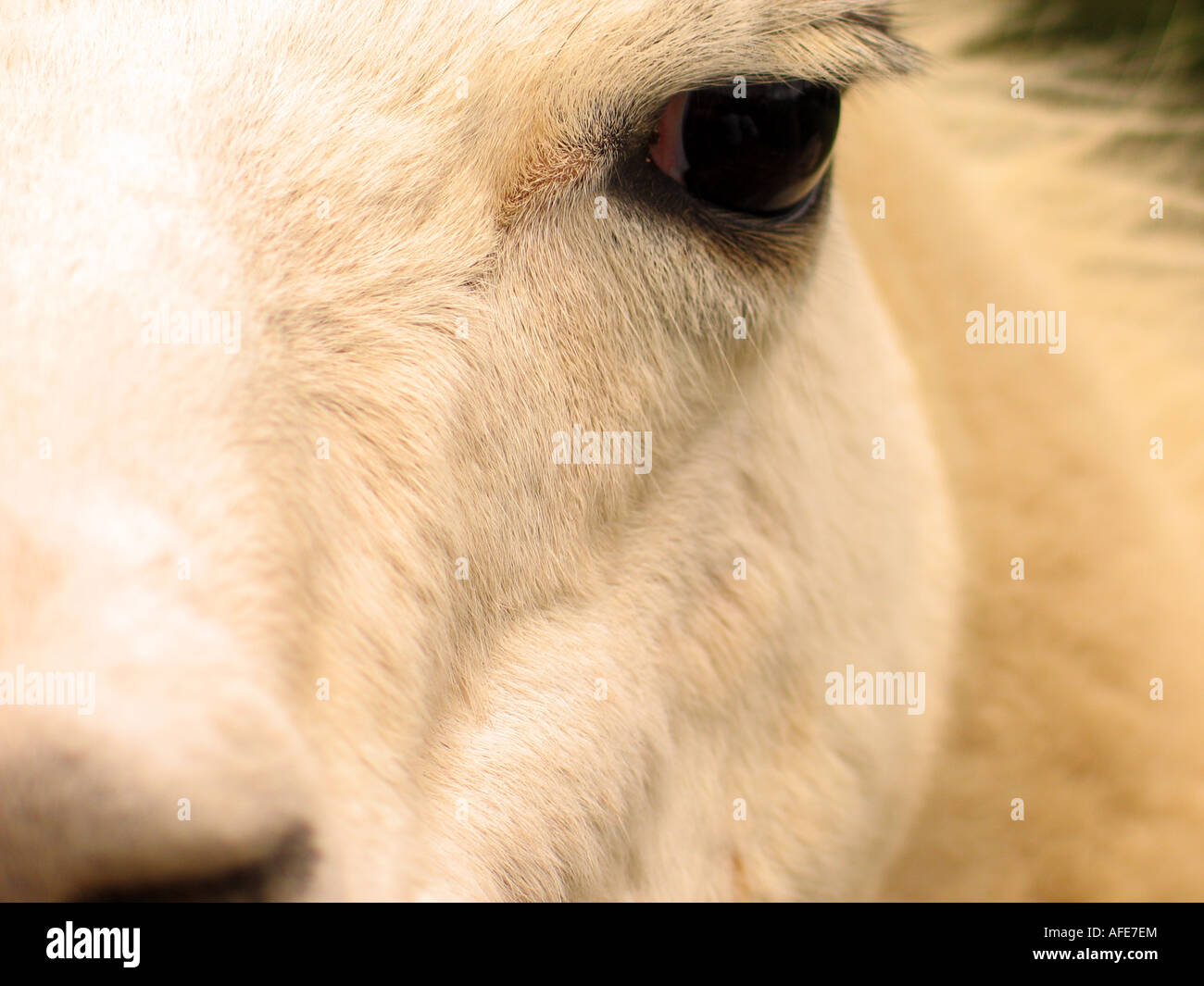 Llamas eye hi-res stock photography and images - Alamy