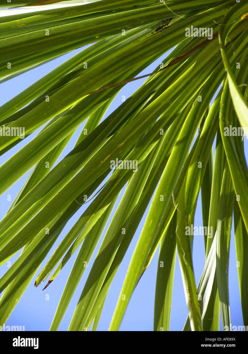 Palm Leaf Leaves pattern against blue sky Stock Photo - Alamy