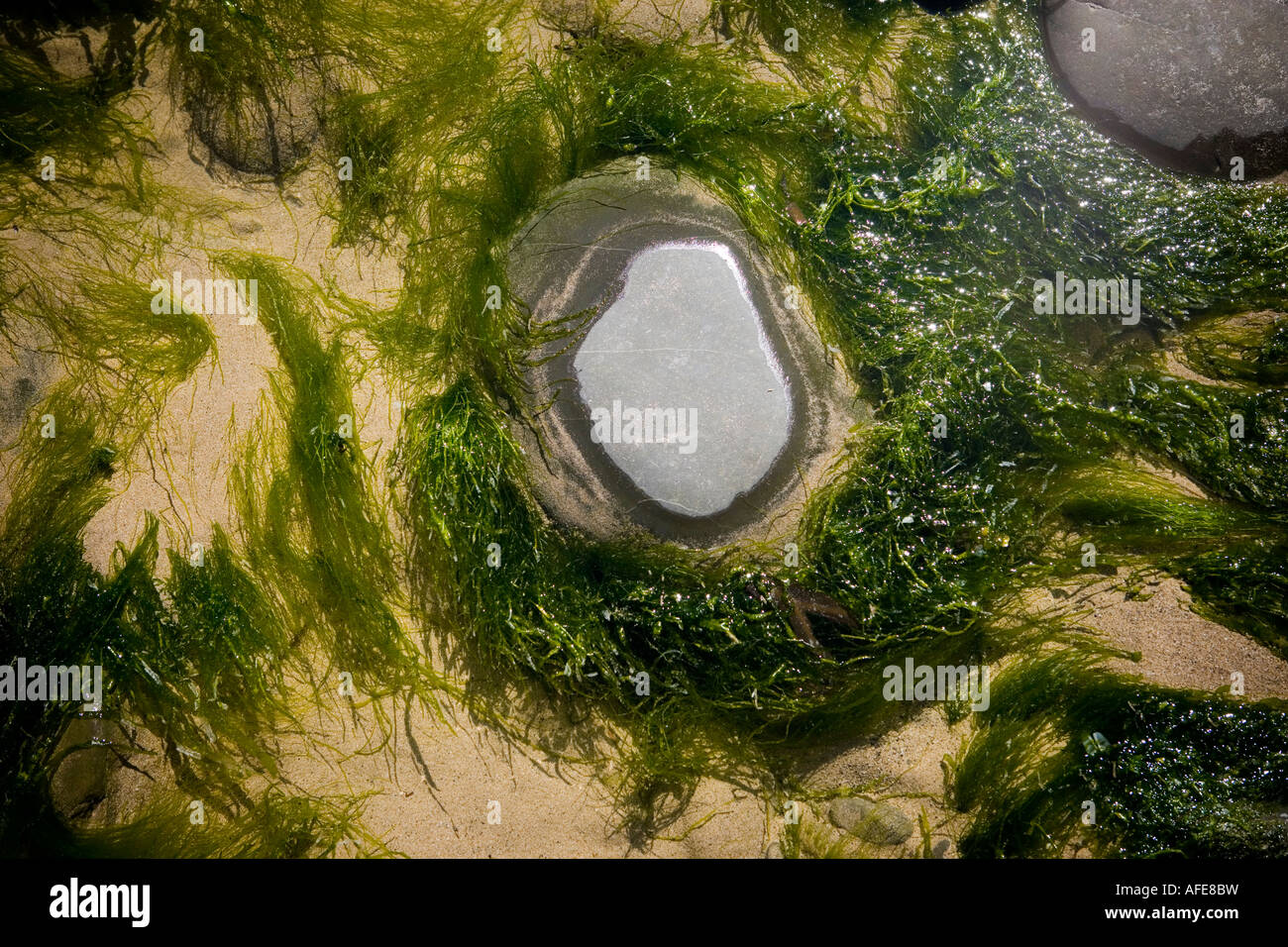 Rock pool with seaweed Stock Photo - Alamy