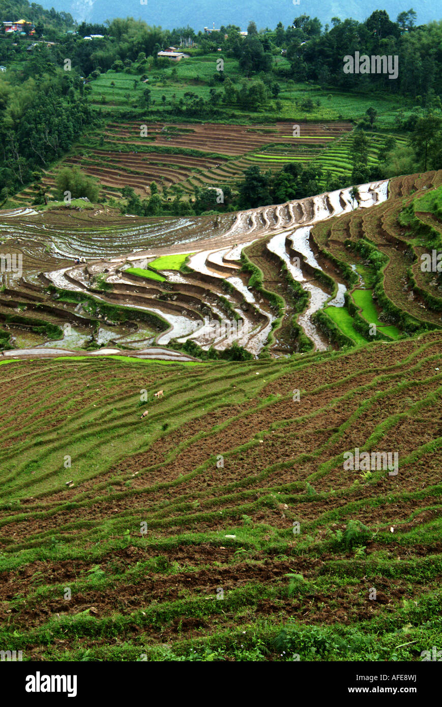 Rice paddies in Sikkim Stock Photo - Alamy