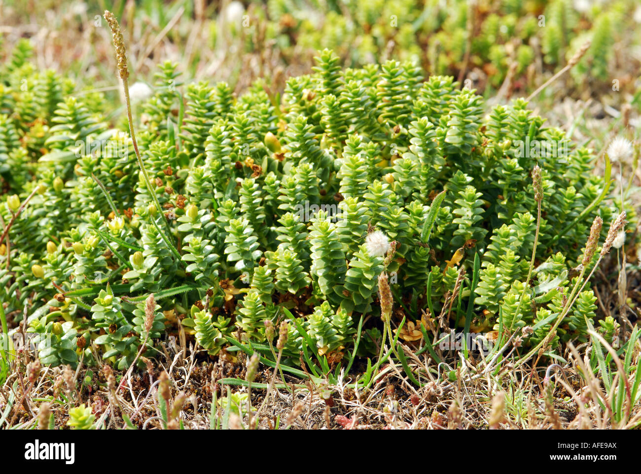 Roseroot in spring Stock Photo - Alamy