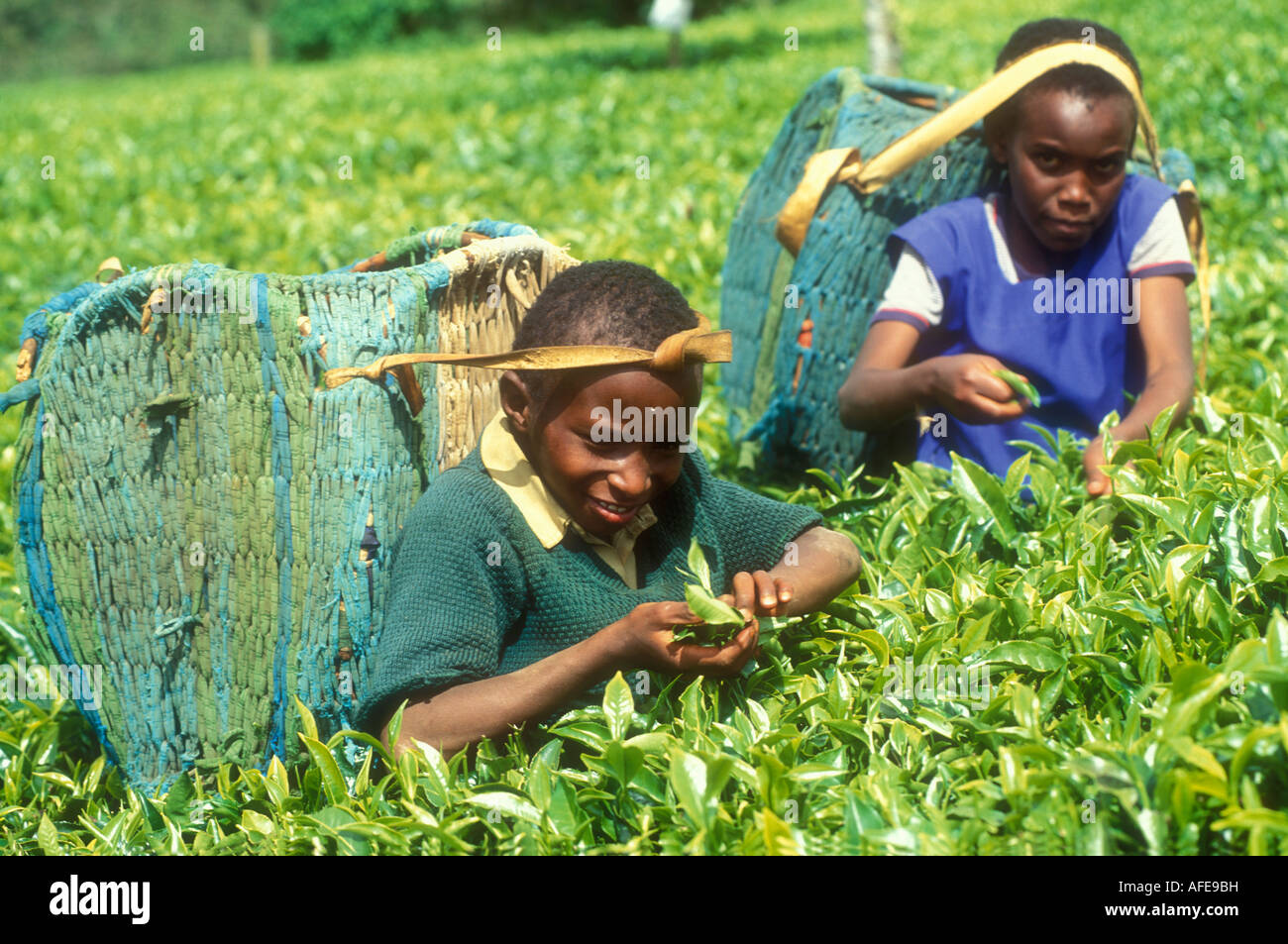 Children picking tea leaves in their families shamba, Nyeri Kenya Stock ...