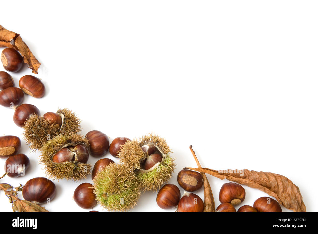 Autumn template of chestnuts isolated on white with copy space Stock ...