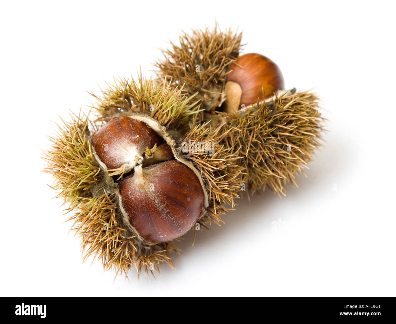 Chestnut casings hi-res stock photography and images - Alamy