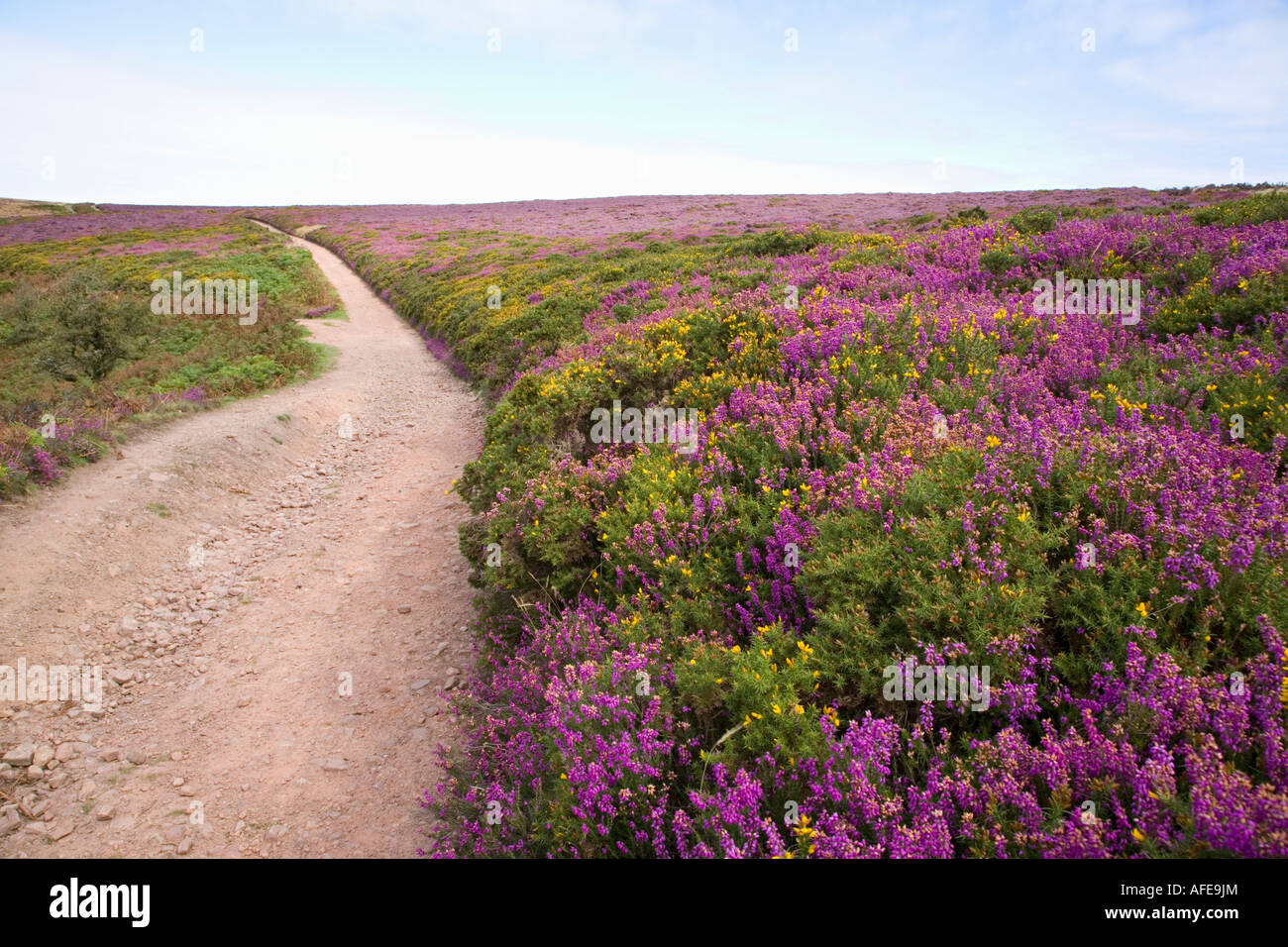 Path through Heather and Gorse Bloom on the Quantock Hills Somerset ...
