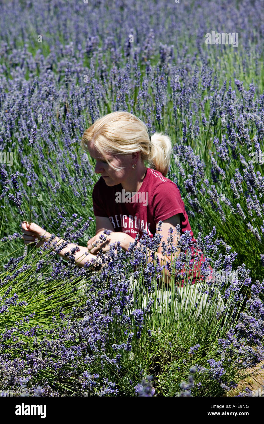 Woman picking lavender on lavender farm Stock Photo - Alamy