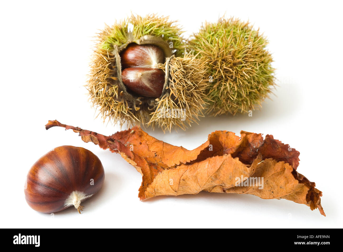 Chestnut casings hi-res stock photography and images - Alamy