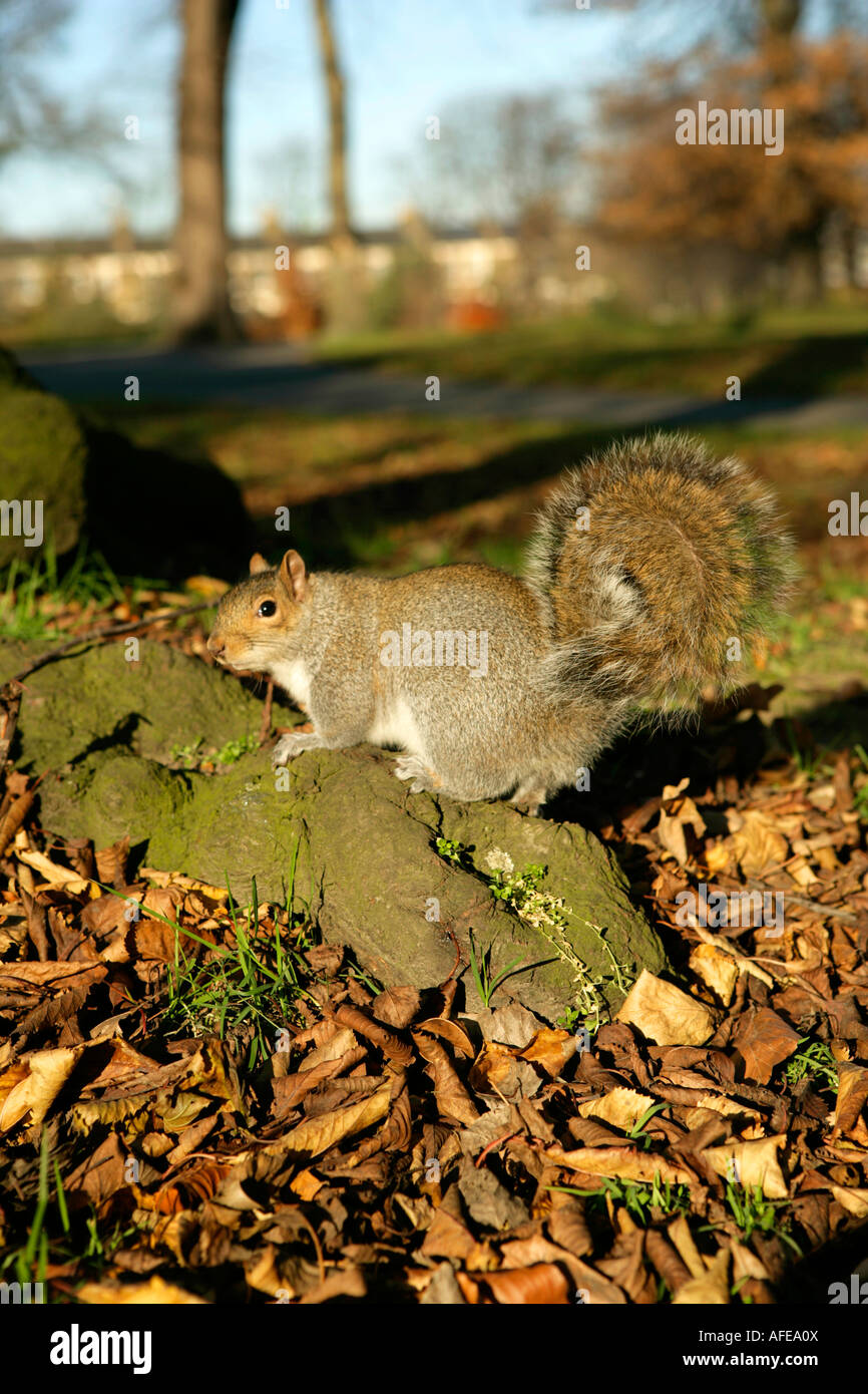 Scampering Squirrel High Resolution Stock Photography and Images - Alamy