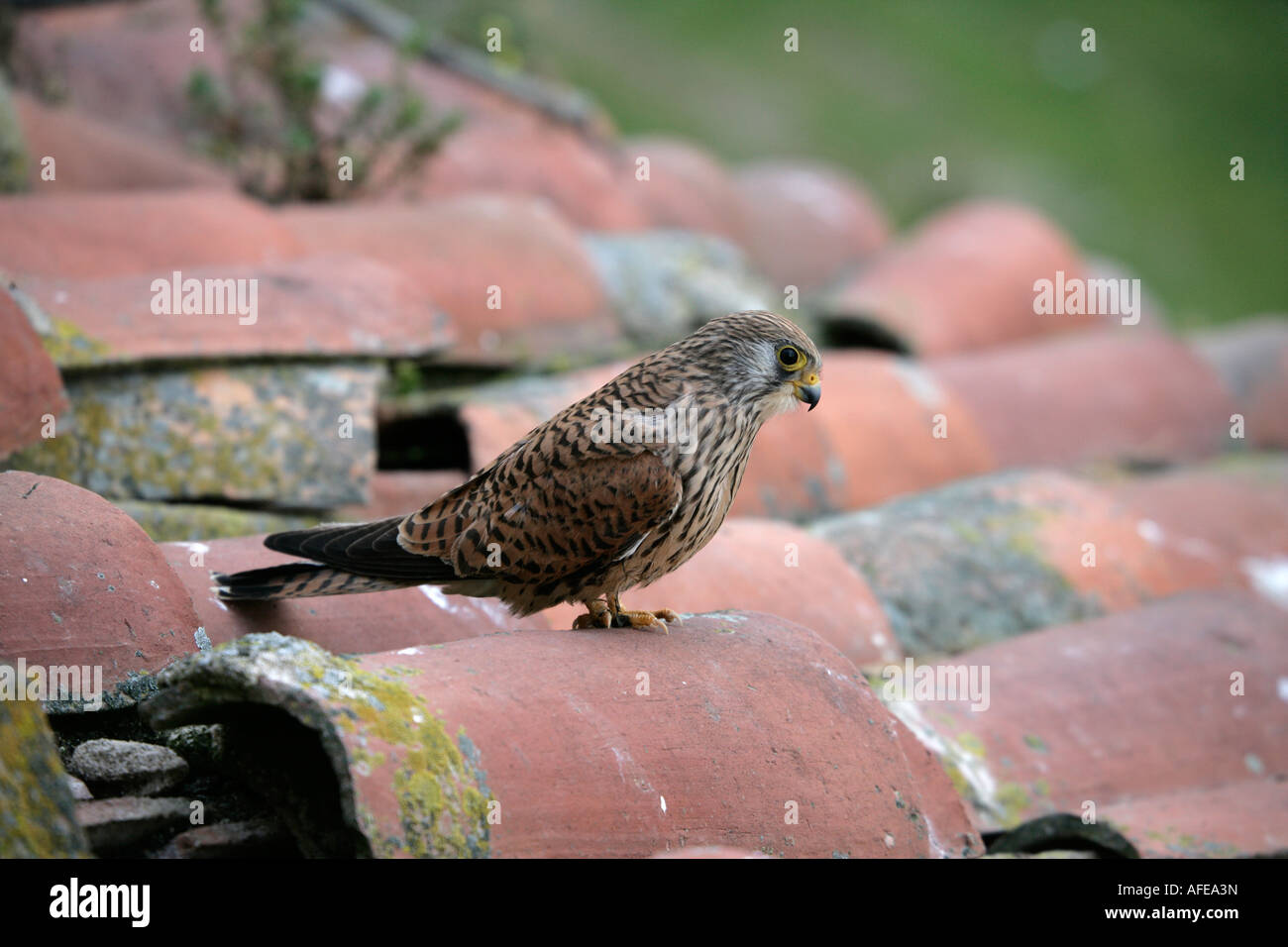 Lesser kestrel Falco naumanni Female Spain Stock Photo - Alamy