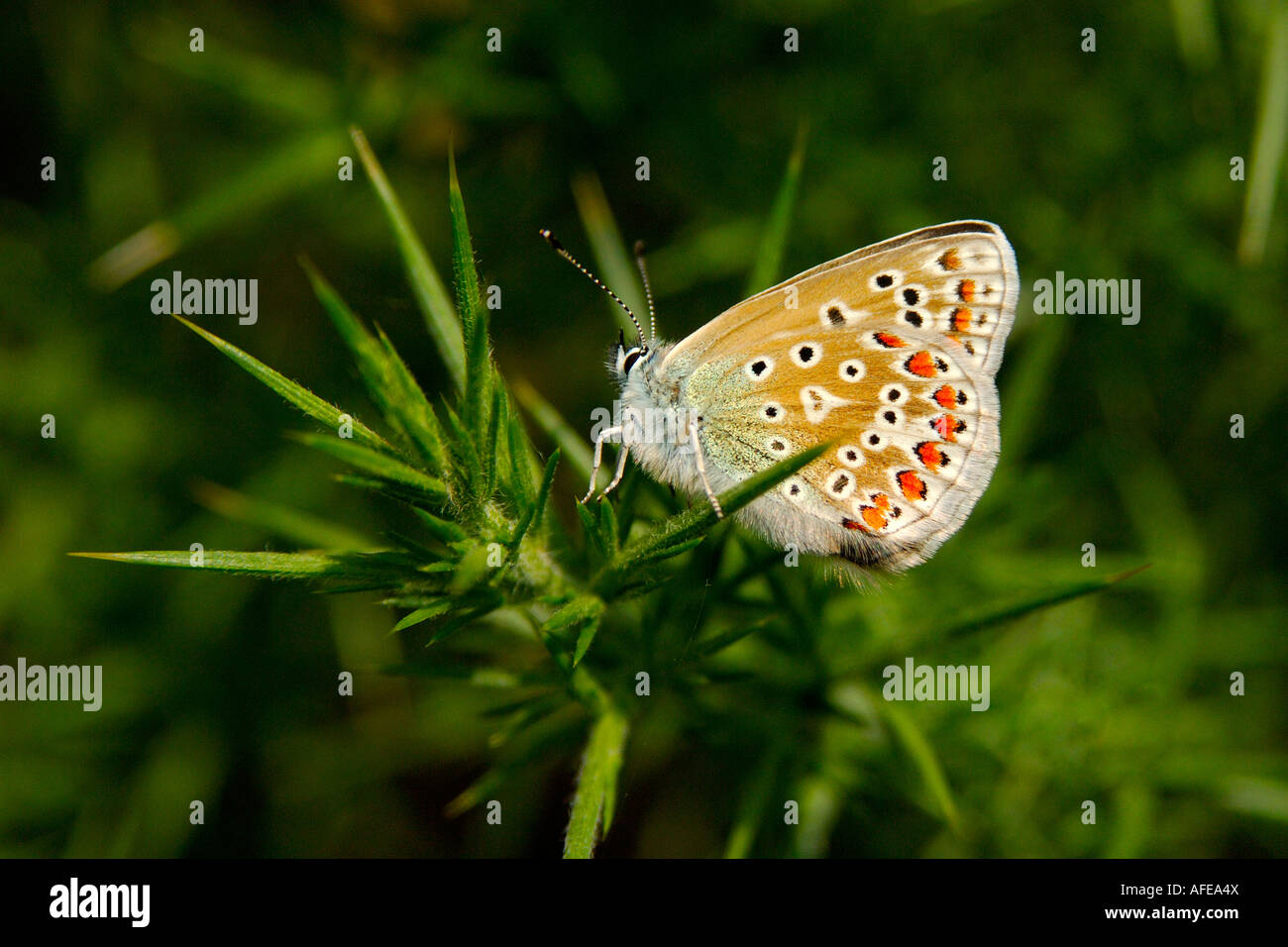 Female Silver Studded Blue butterfly Plebeius argus settled on a thorny ...