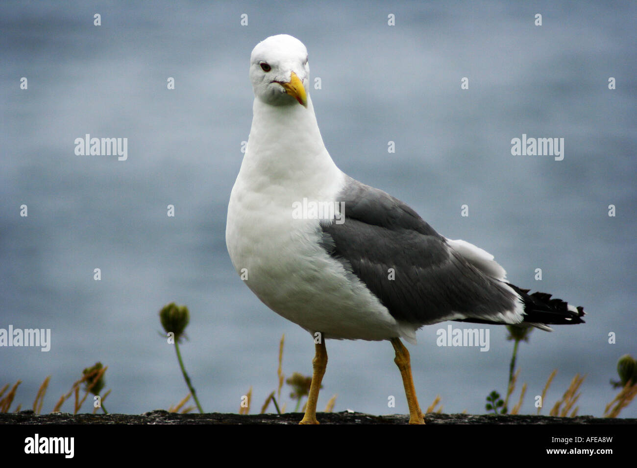 Seagull walking and staring at the camera Stock Photo - Alamy