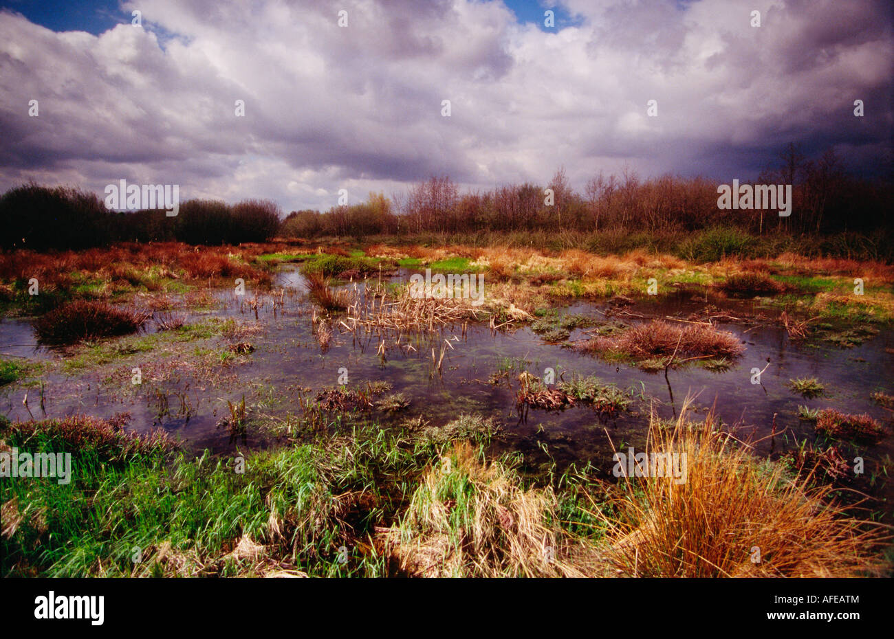 Moorland flora plants grasses hi-res stock photography and images - Alamy
