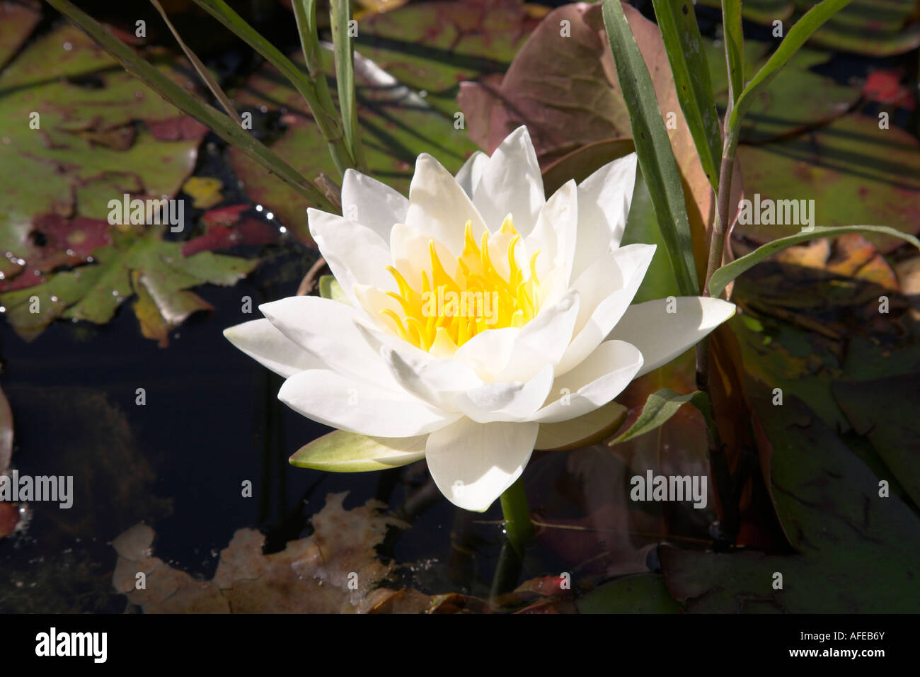 Single white lily growing in a garden pond Stock Photo - Alamy